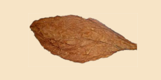 Burley - Tabacopedia