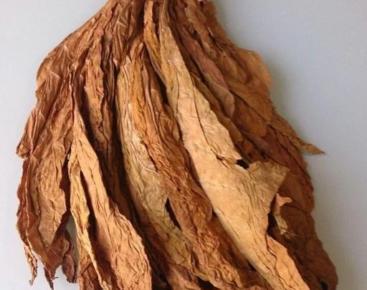 Burley - Tabacopedia