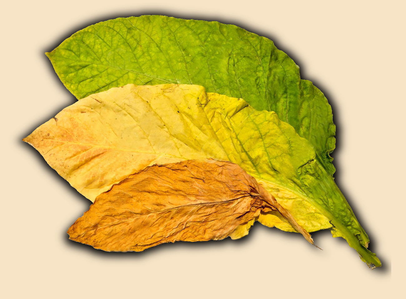 Hojas de tabaco Clasificación - Tabacopedia