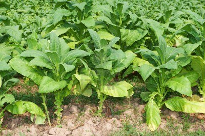 Virginia - Tabacopedia